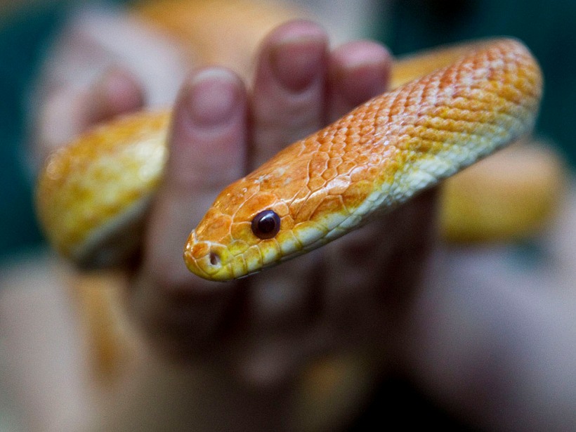 सर्पले डस्दा बालकको ज्यान गयो | Gandak News