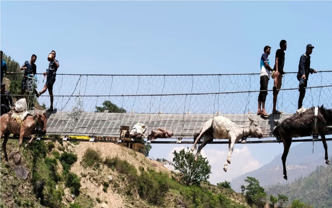 झोलुंगे पुलमा फसेका खच्चडमध्ये दुईटा बचेनन्, ५ घण्टापछि ११ वटाको उद्धार ...